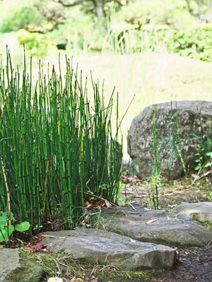 Horsetail grass store