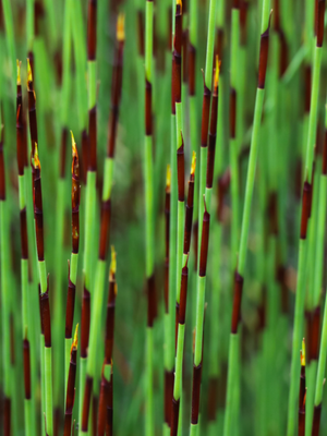 Cape Rush - Tamate Landscaping Plants