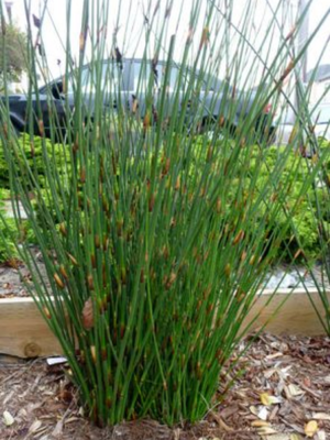 Cape Rush - Tamate Landscaping Plants