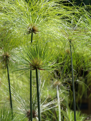 Egyptian Paper Reed - Tamate Landscaping Plants