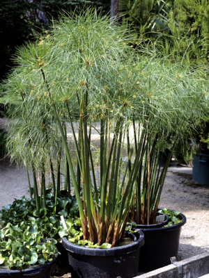 Egyptian Paper Reed - Tamate Landscaping Plants