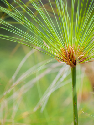 Egyptian Paper Reed - Tamate Landscaping Plants