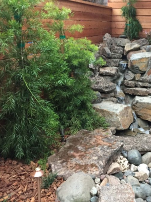 Fern Pine - Tamate Landscaping Plants