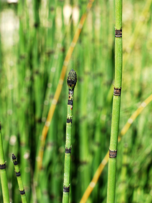 Horsetail Reed Grass