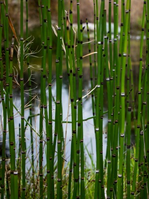 Horsetail Reed Grass - Tamate Landscaping Plants