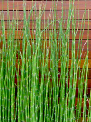 Horsetail Reed Grass - Tamate Landscaping Plants