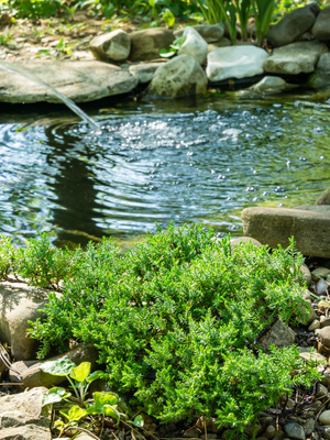 Japanese Garden Juniper - Tamate Landscaping Plants