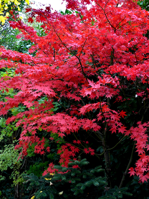 Japanese Red Maple - Tamate Landscaping Plants
