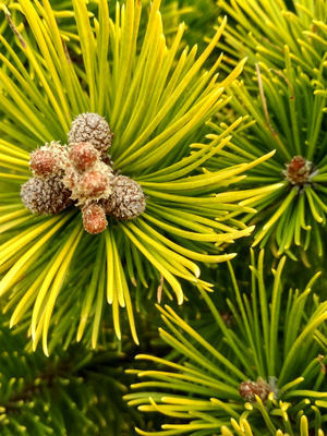 Mugo Pine - Tamate Landscaping Plants
