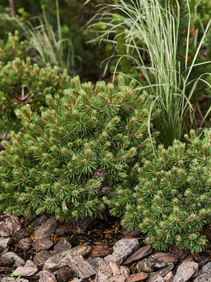 Mugo Pine - Tamate Landscaping Plants