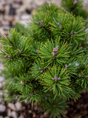 Mugo Pine - Tamate Landscaping Plants