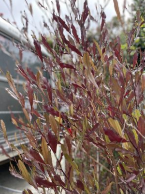 Purple Leafed Hopseed Bush | Landscaping Plants in San Francisco