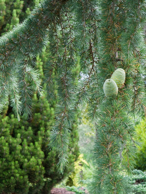Weeping Blue Atlas Cedar - Tamate Landscaping Plants